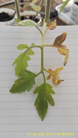 Clavibacter michiganensis subsp. michiganensis | Sistema Nacional de ...