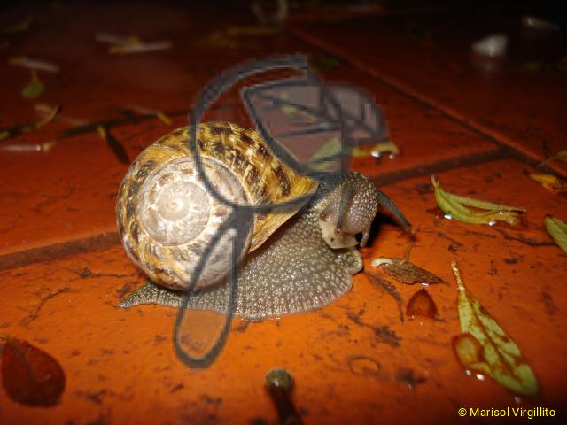 Cryptomphalus aspersus | Sistema Nacional de Vigilancia y Monitoreo de ...