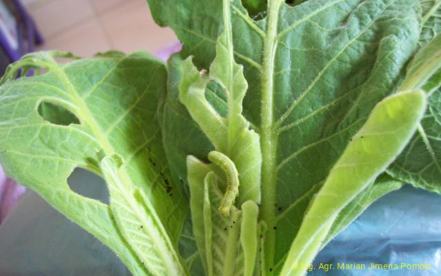 Chloridea virescens | Sistema Nacional de Vigilancia y Monitoreo de plagas