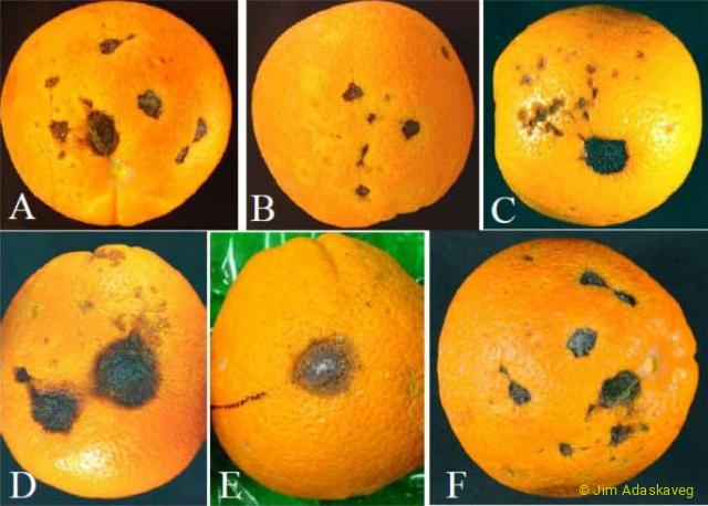 Septoria citri | Sistema Nacional de Vigilancia y Monitoreo de plagas