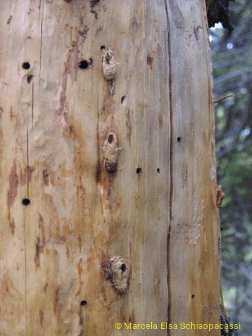 Pissodes castaneus | Sistema Nacional de Vigilancia y Monitoreo de plagas