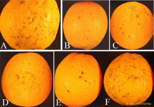 Septoria citri | Sistema Nacional de Vigilancia y Monitoreo de plagas