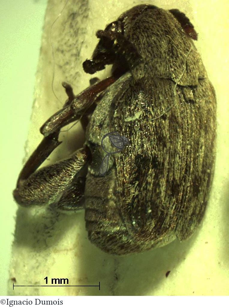 Acanthoscelides obtectus | Sistema Nacional de Vigilancia y Monitoreo ...
