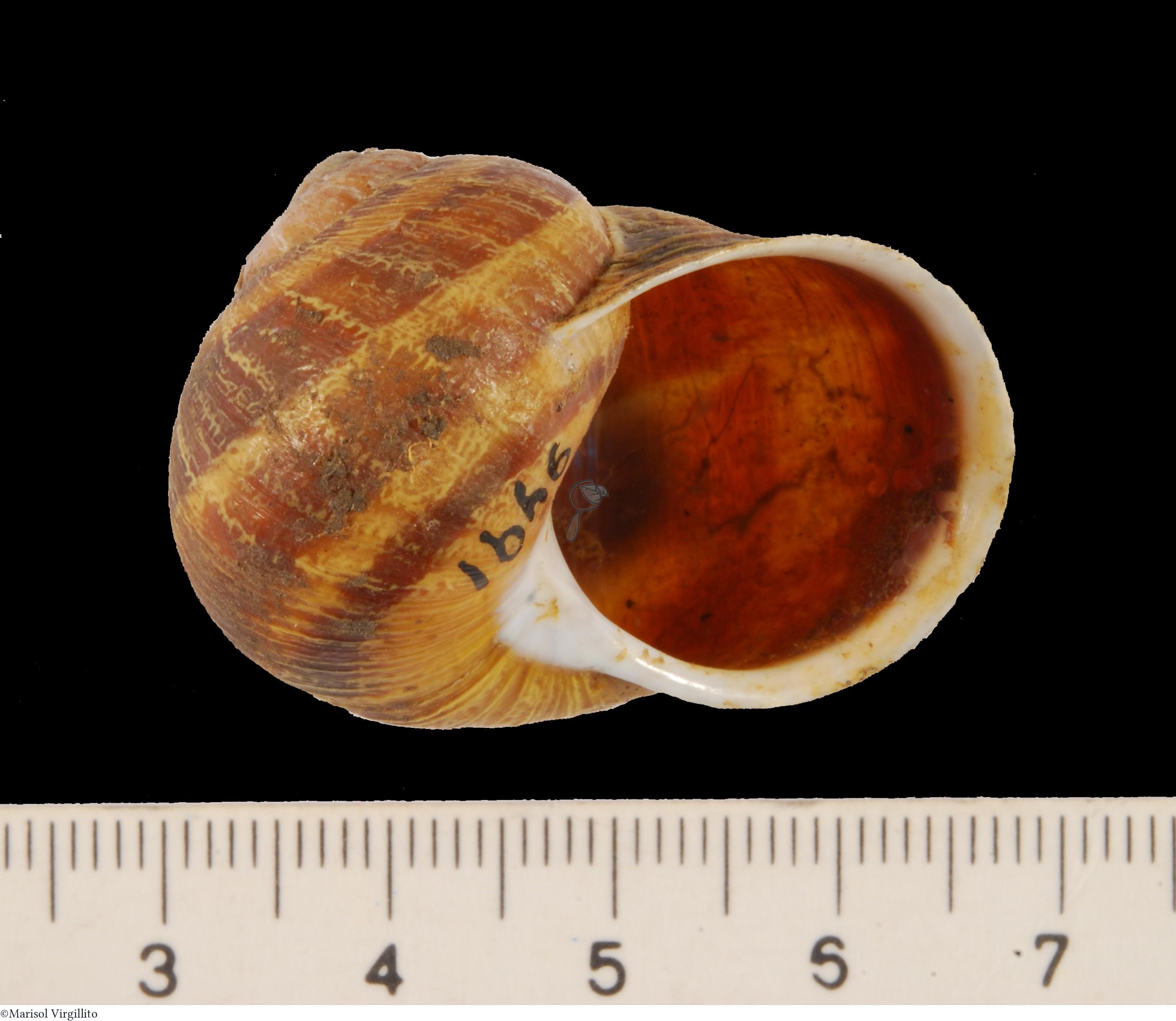 Cryptomphalus aspersus | Sistema Nacional de Vigilancia y Monitoreo de ...
