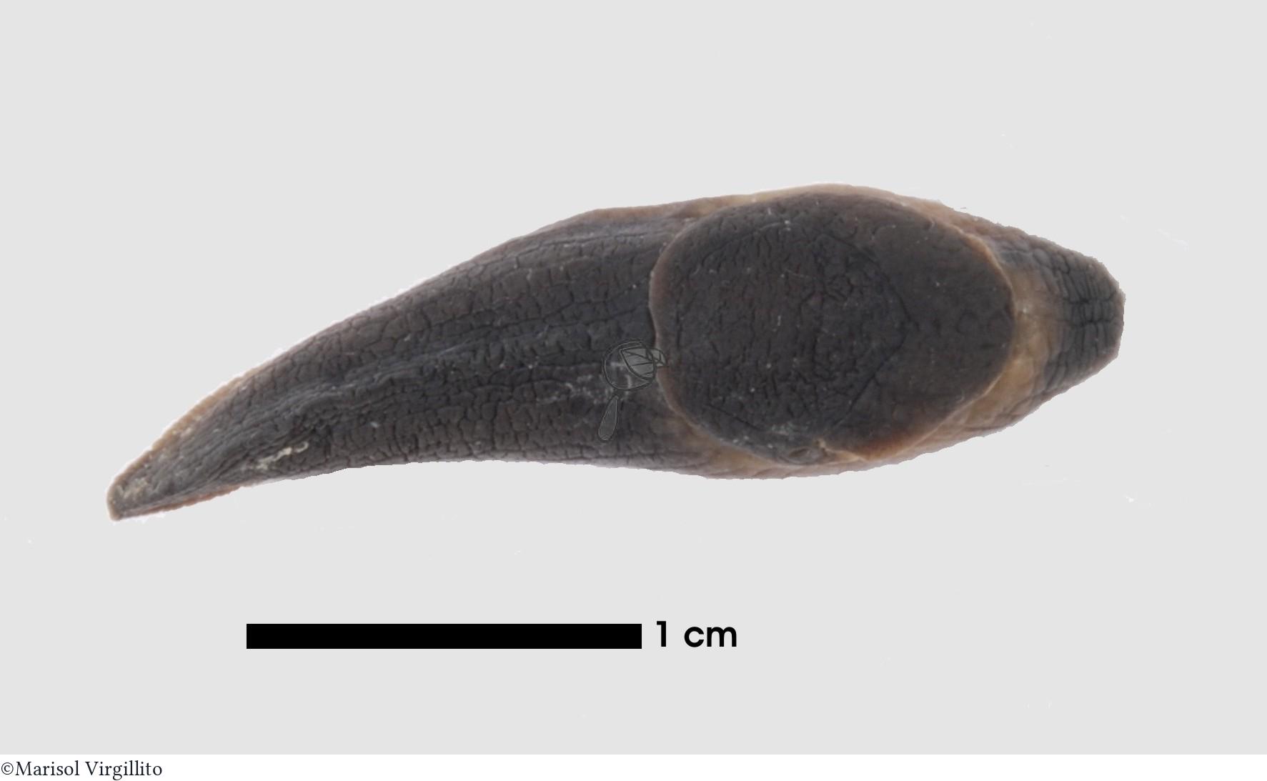 Milax gagates | Sistema Nacional de Vigilancia y Monitoreo de plagas