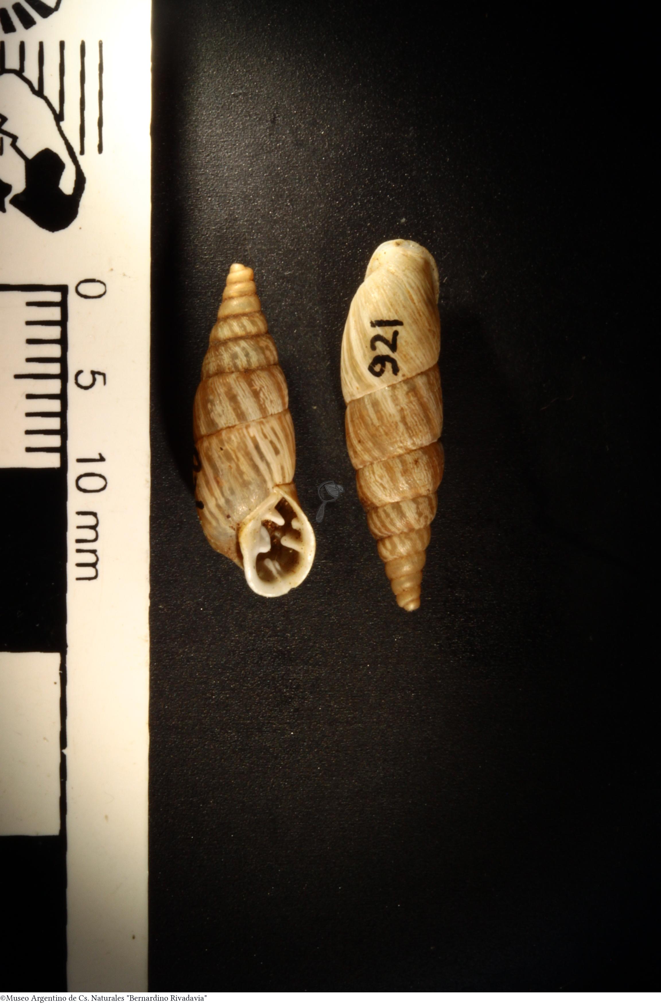 Spixia spixii | Sistema Nacional de Vigilancia y Monitoreo de plagas