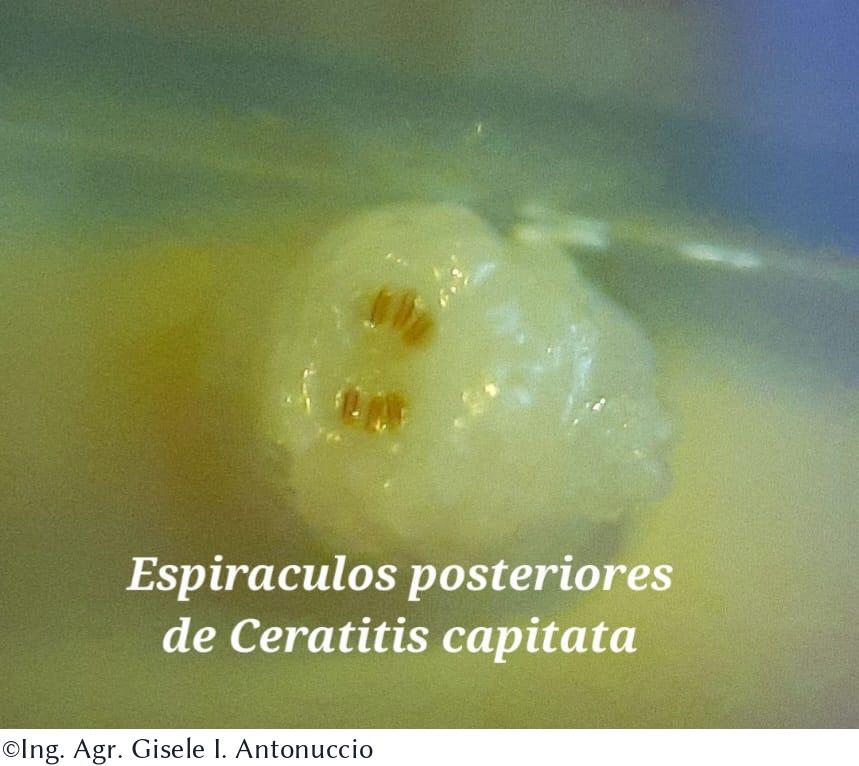 Ceratitis capitata | Sistema Nacional de Vigilancia y Monitoreo de plagas