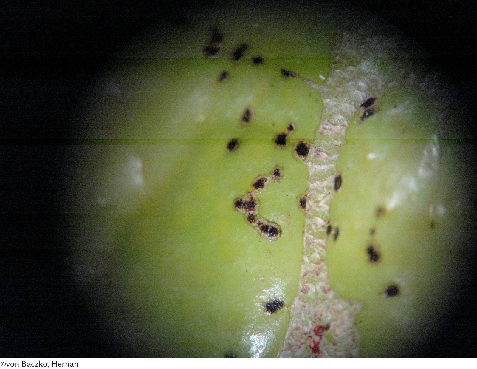Botrytis cinerea | Sistema Nacional de Vigilancia y Monitoreo de plagas