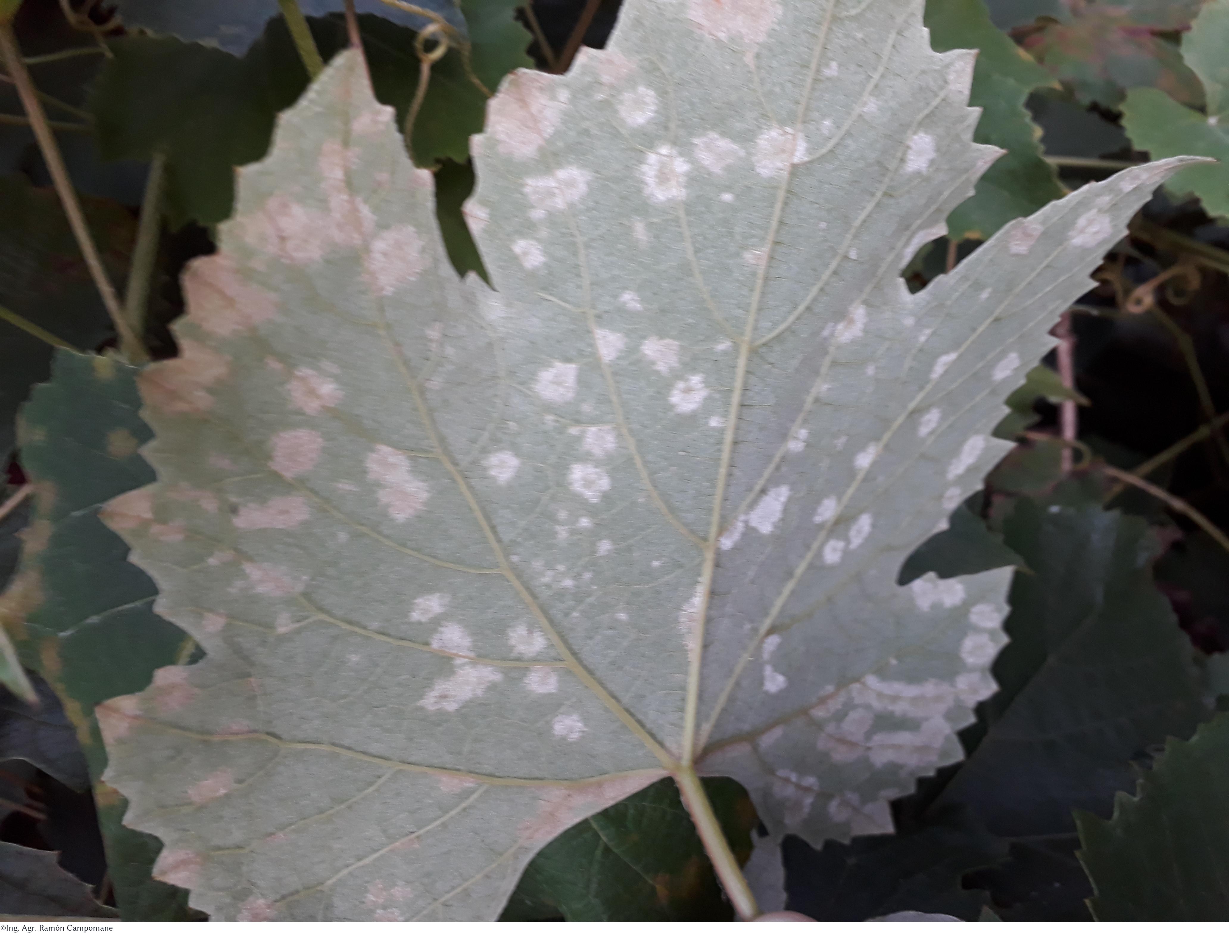 Plasmopara viticola | Sistema Nacional de Vigilancia y Monitoreo de plagas