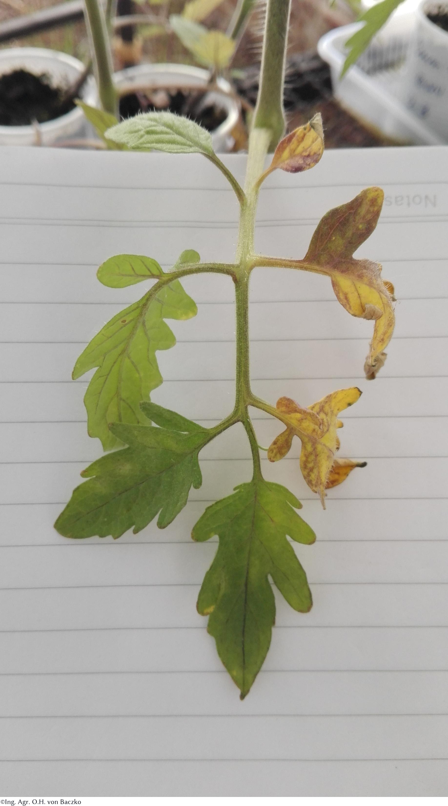 Clavibacter michiganensis subsp. michiganensis | Sistema Nacional de ...