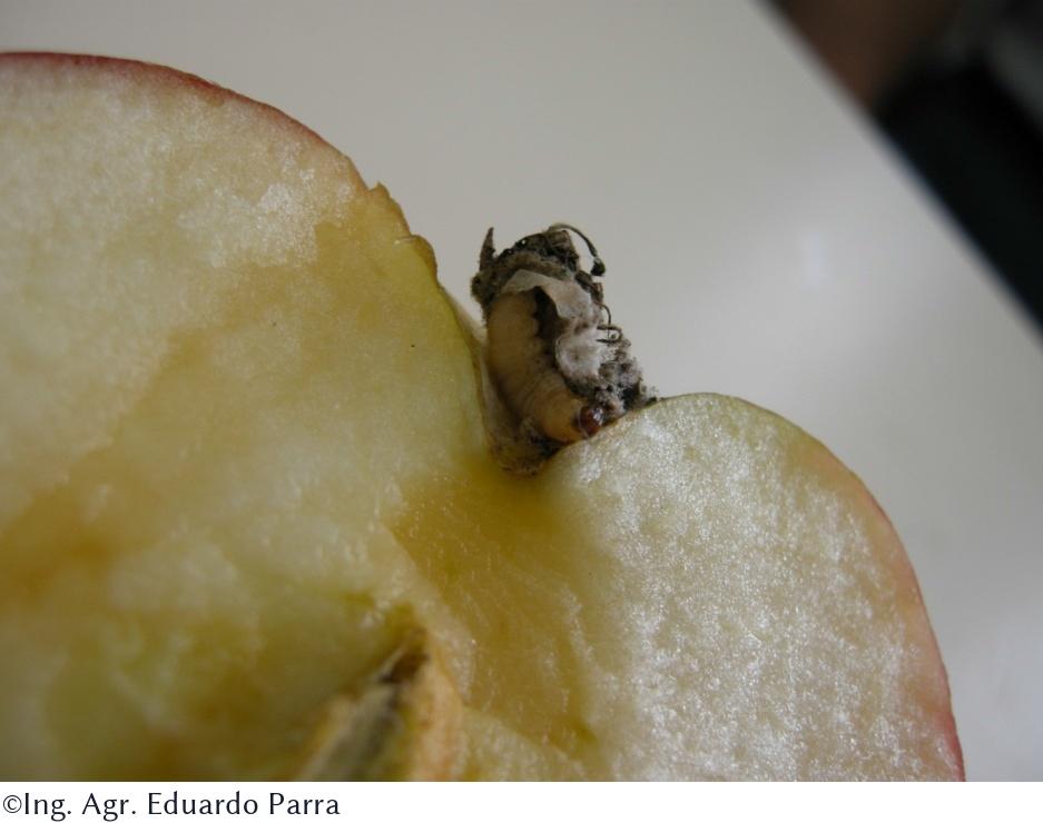 Cydia pomonella | Sistema Nacional de Vigilancia y Monitoreo de plagas