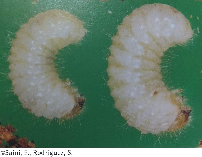Lasioderma serricorne | Sistema Nacional de Vigilancia y Monitoreo de ...