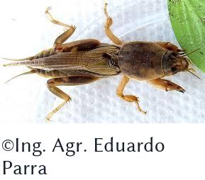Scapteriscus borellii | Sistema Nacional de Vigilancia y Monitoreo de ...