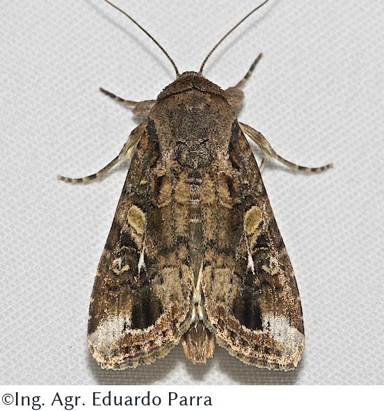 Spodoptera frugiperda | Sistema Nacional de Vigilancia y Monitoreo de ...